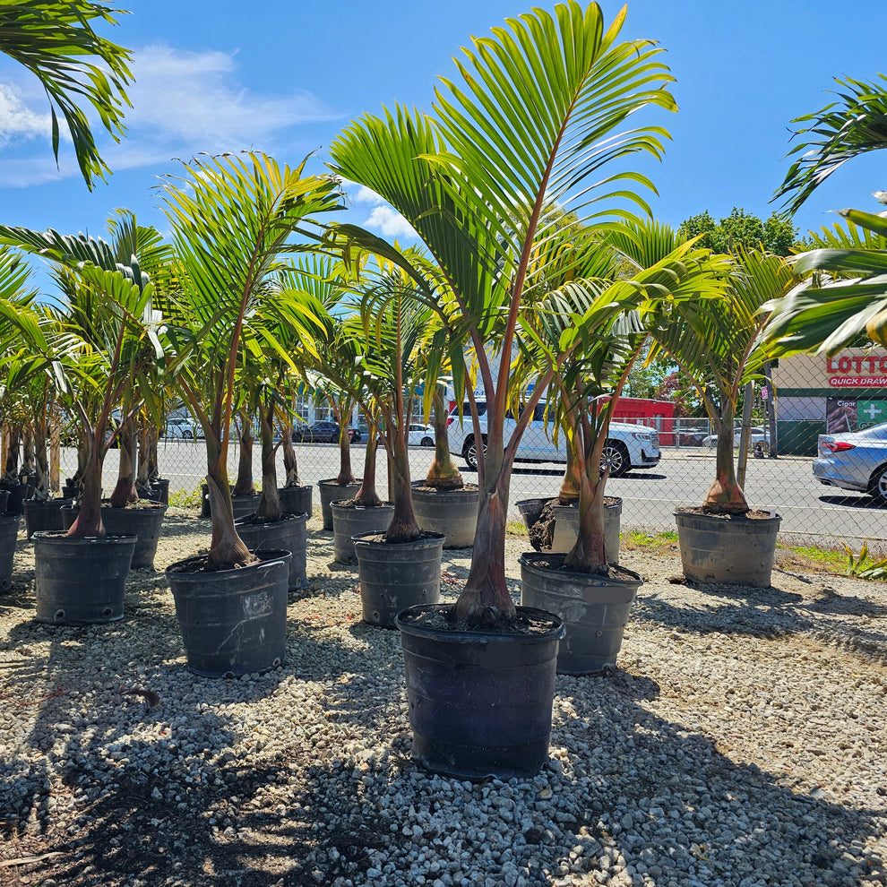 Spindle Palm Tree | Spindle Palm | Palms Direct | Palms Direct