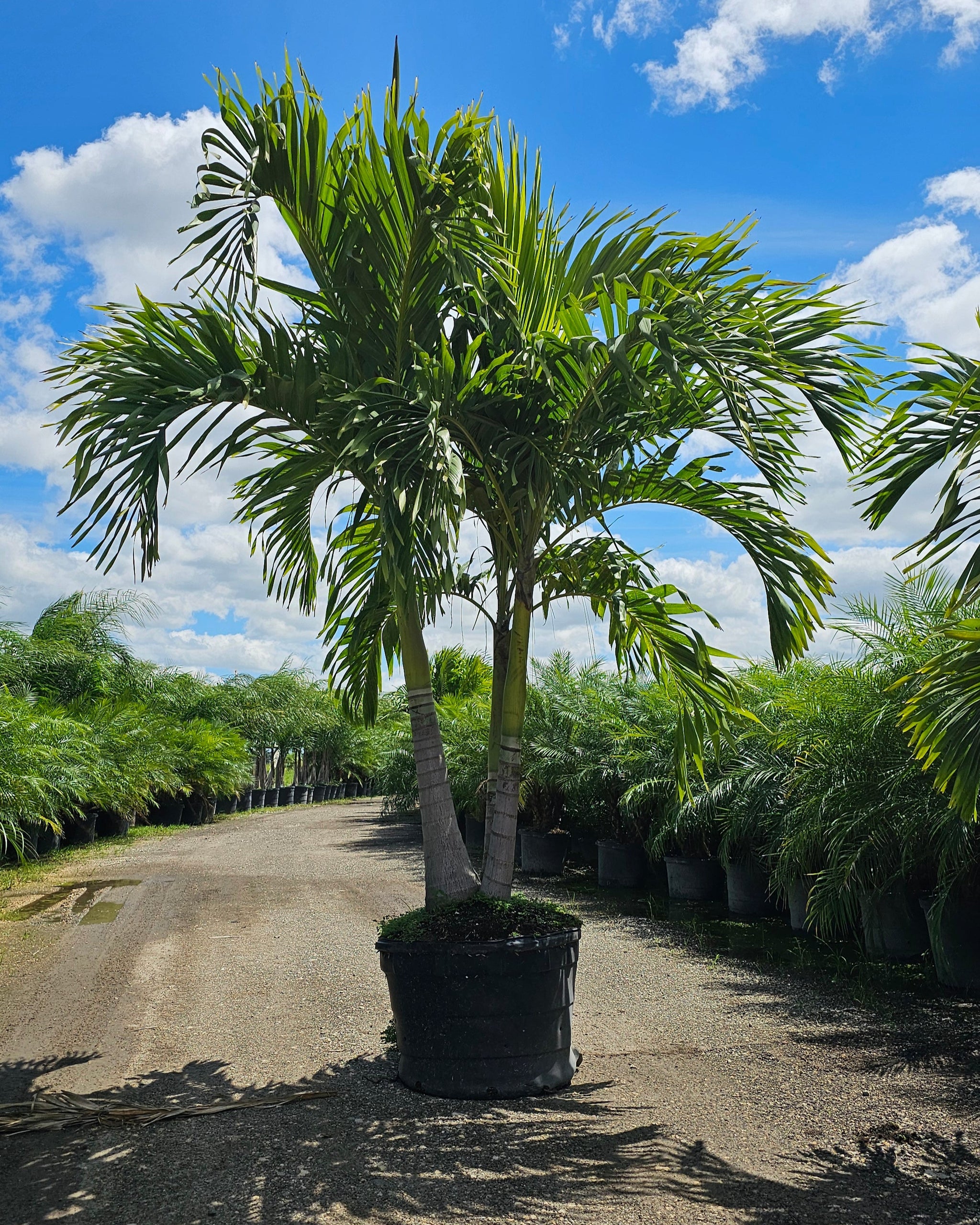Christmas Palm Tree | Adonidia Palm | Palms Direct | Palms Direct
