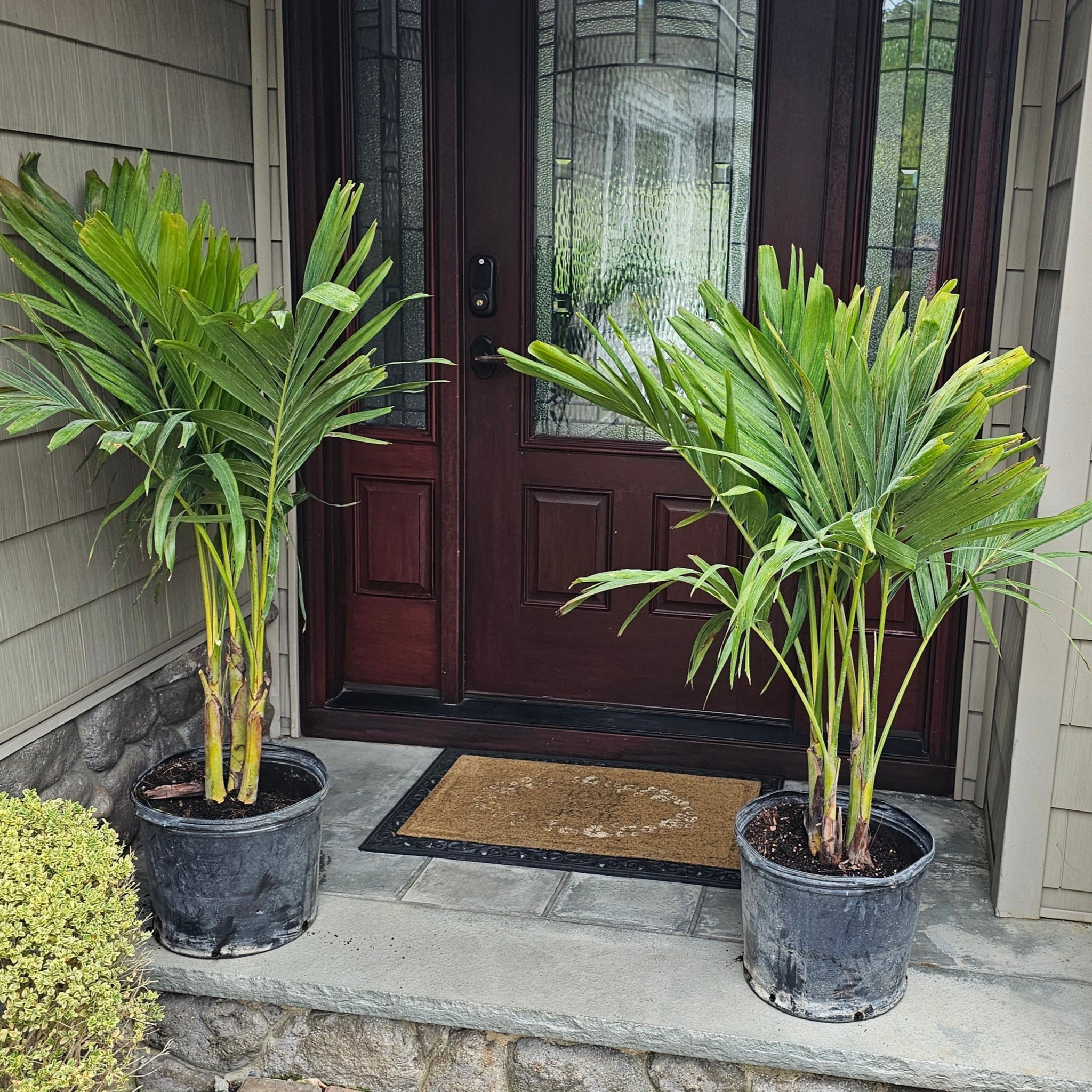Christmas Palm Tree | Adonidia Palm | Palms Direct | Palms Direct