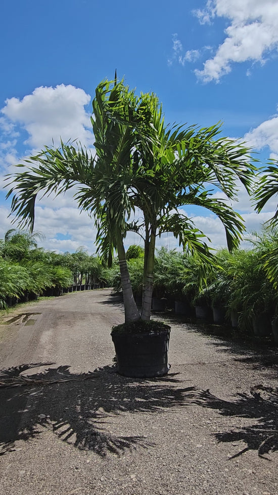 Christmas Palm Tree | Adonidia Palm | Palms Direct | Palms Direct