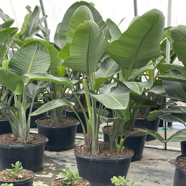 Bird of Paradise Plant | Strelitzia Nicolai | Palms Direct | Palms Direct