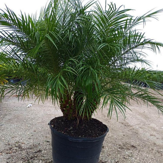 Robellini Palm Tree | Dwarf Date Palm | Palms Direct | Palms Direct