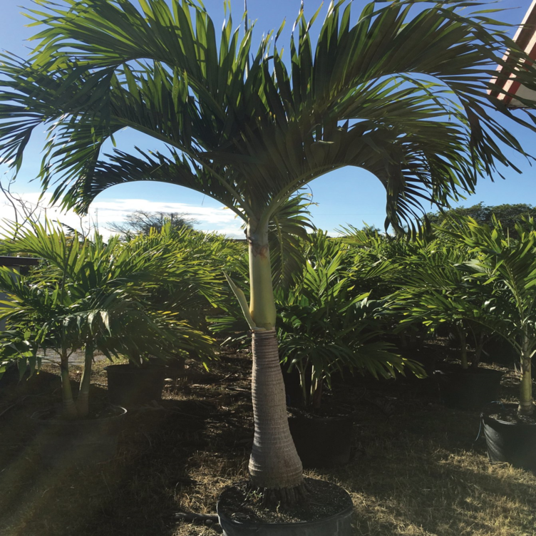 Christmas Palm Tree | Adonidia Palm | Palms Direct | Palms Direct